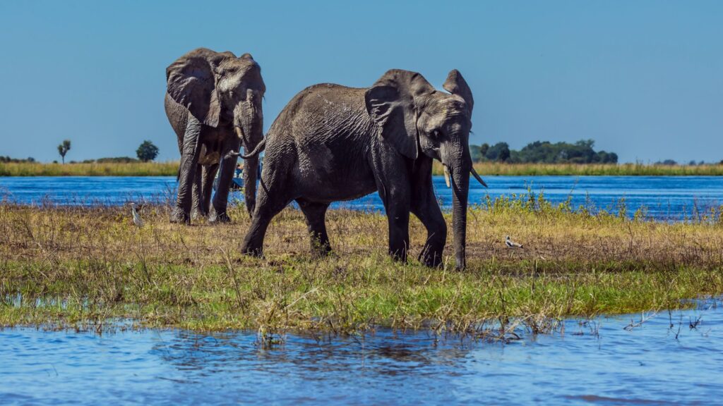 Botswana: A Safari Paradise - Explore the Natural Beauty