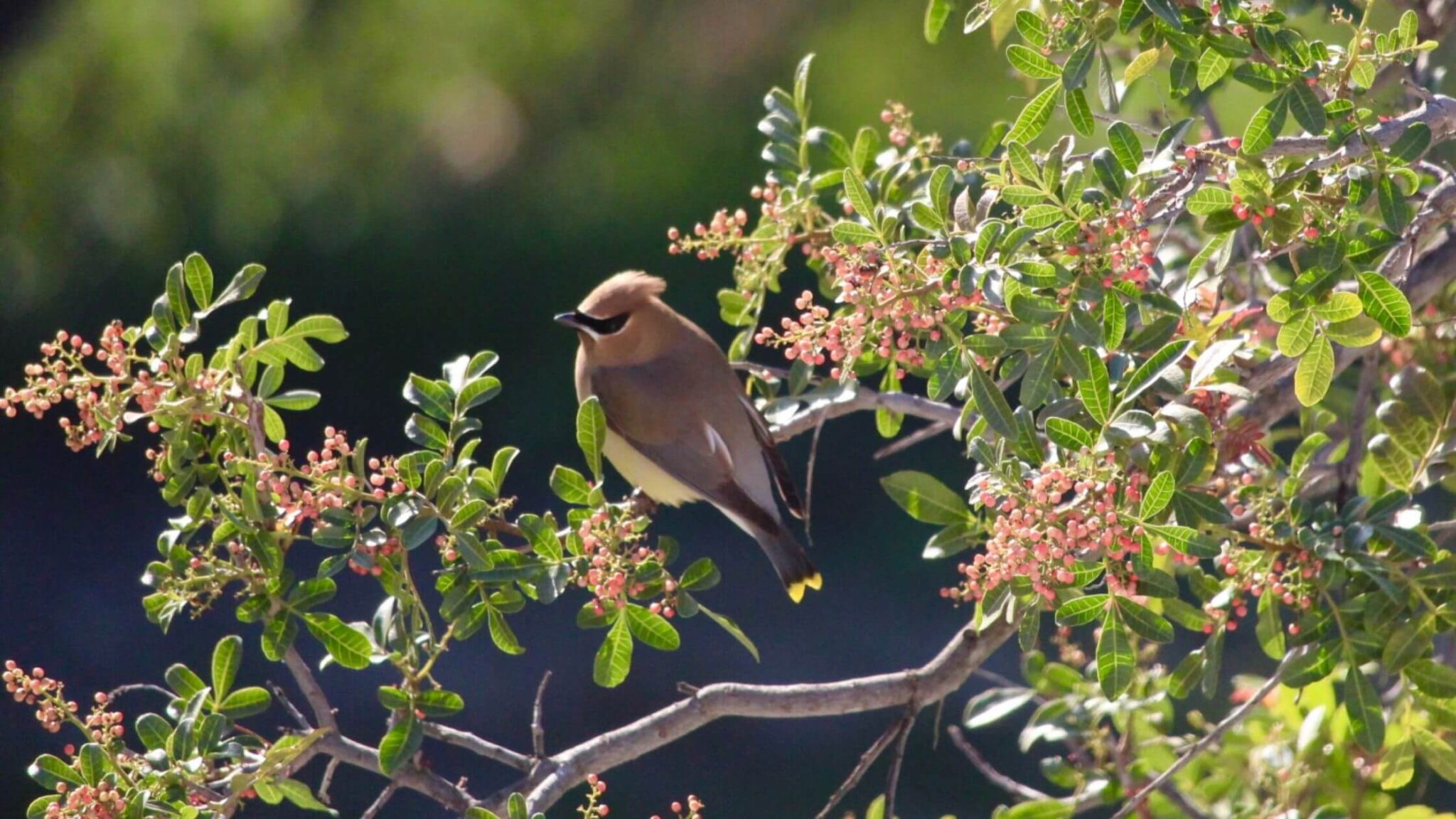 Thattekad Bird Sanctuary - Everything You Need to Know
