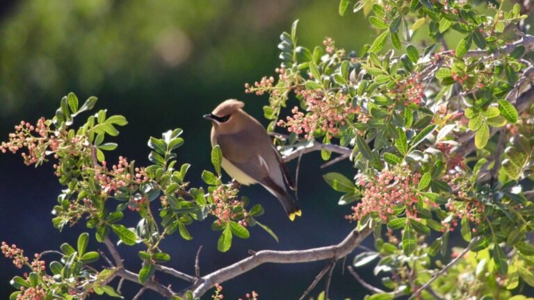 Thattekad Bird Sanctuary - Everything You Need to Know