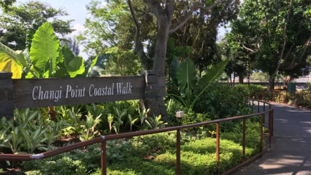 Changi Point Coastal Walk - Explore The Beauty in Singapore