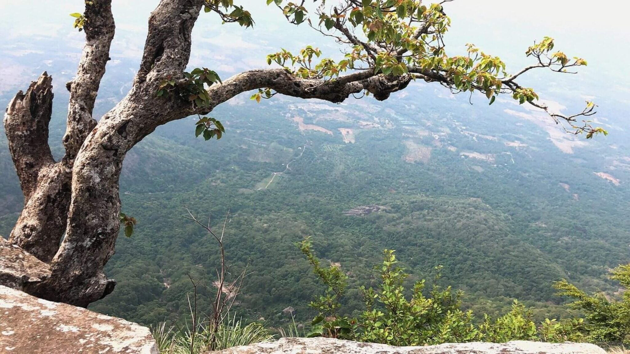 Nelliyampathy Hills-Top Attractions, Activities, and Places