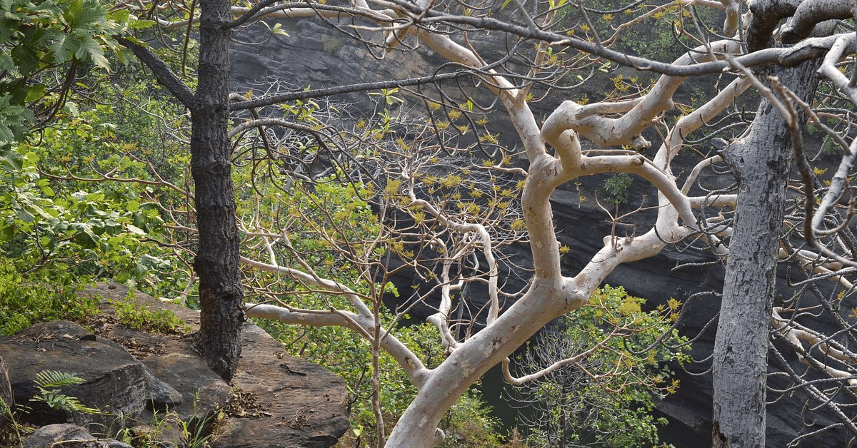 Chandra Prabha Wildlife Sanctuary - All You Need to Know