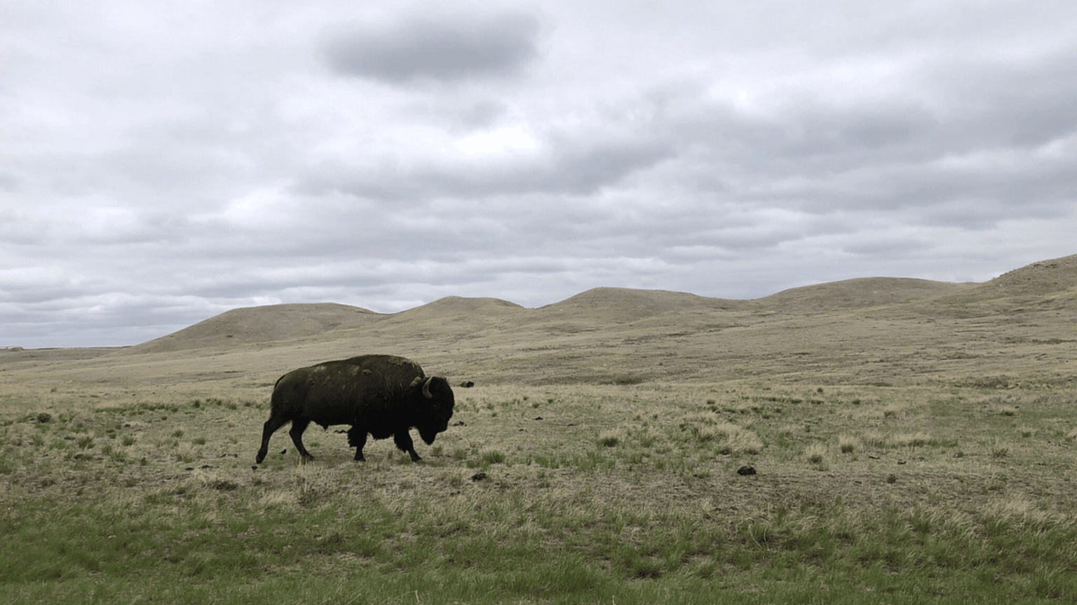 Grasslands National Park - Everything You Need to Know
